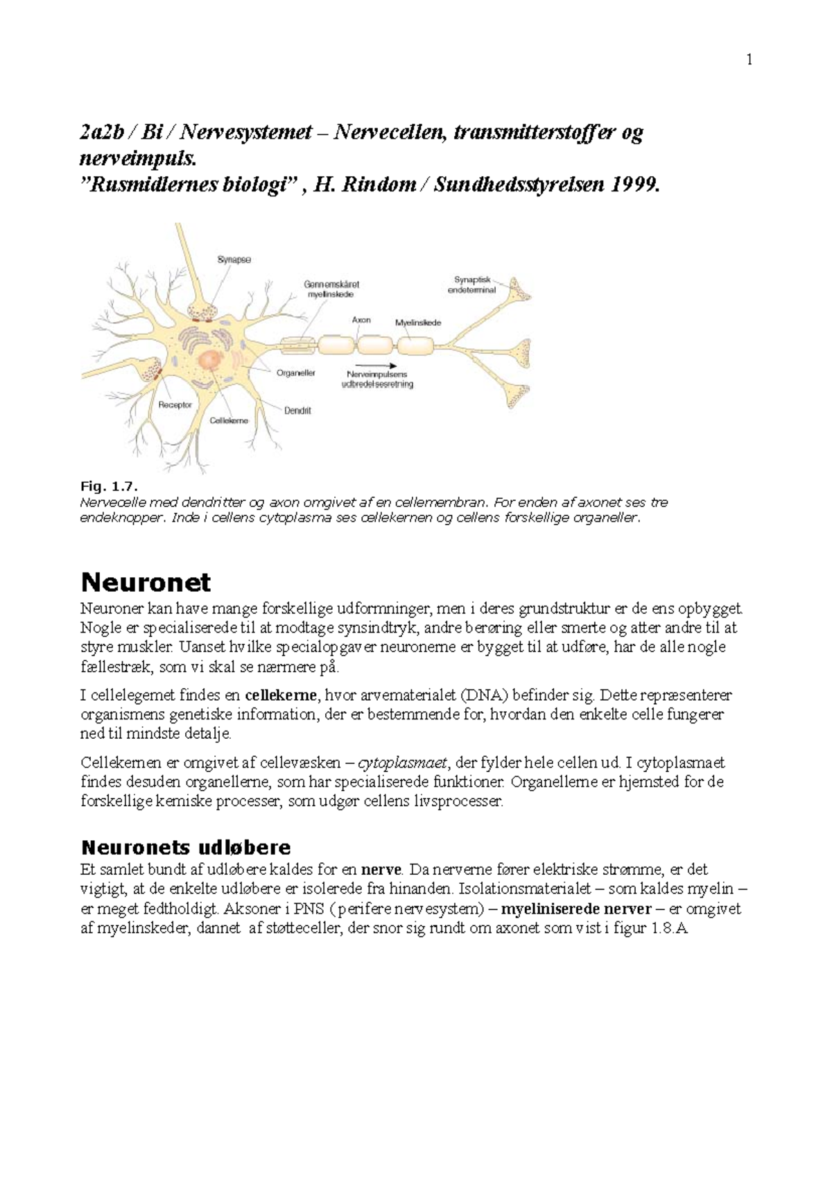 Nervecellen aktionspotentiale synapse - 2a2b / Bi / Nervesystemet ...