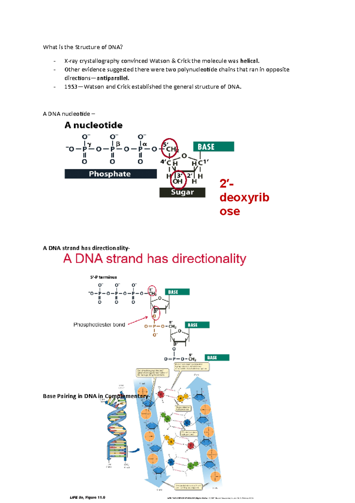Bio Note 9 - Lecture notes 1-3 - What is the Structure of DNA? - X-ray ...
