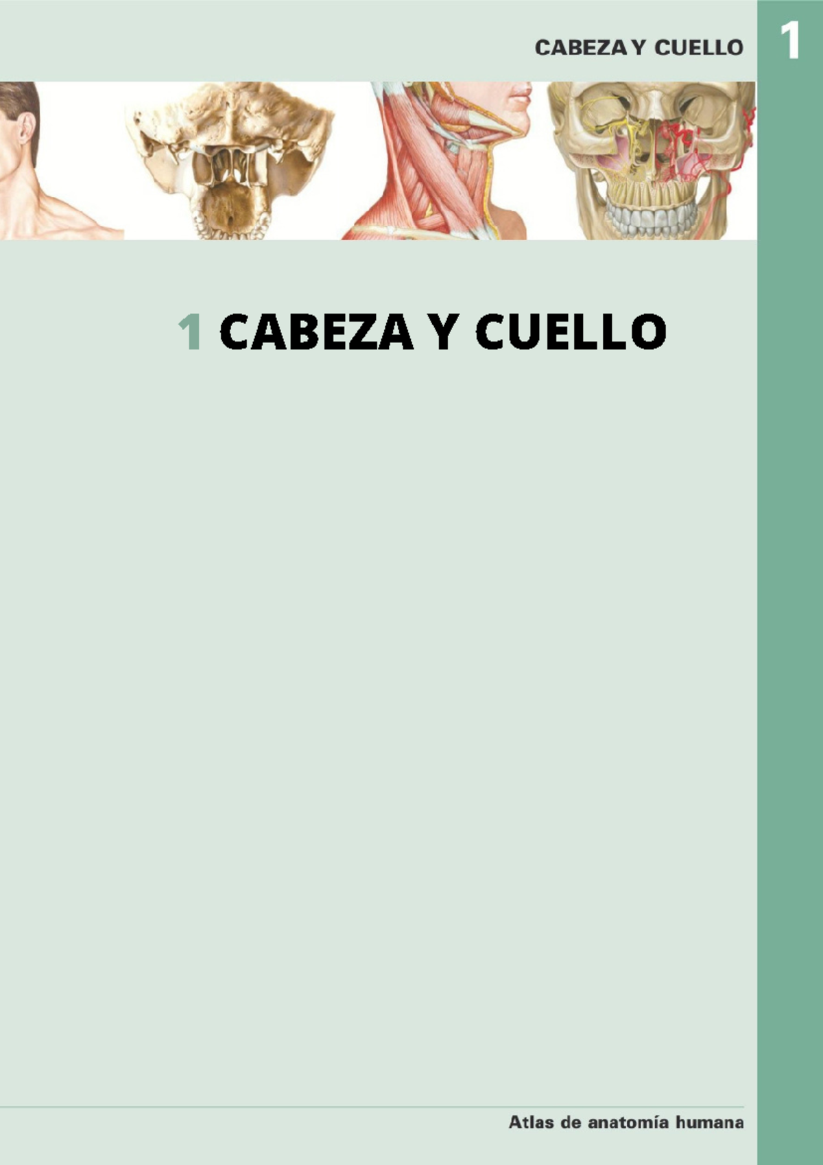 1 Cabeza y cuello - Tablas netter - CABEZA Y CUELLO 1 1 CABEZA Y CUELLO ...