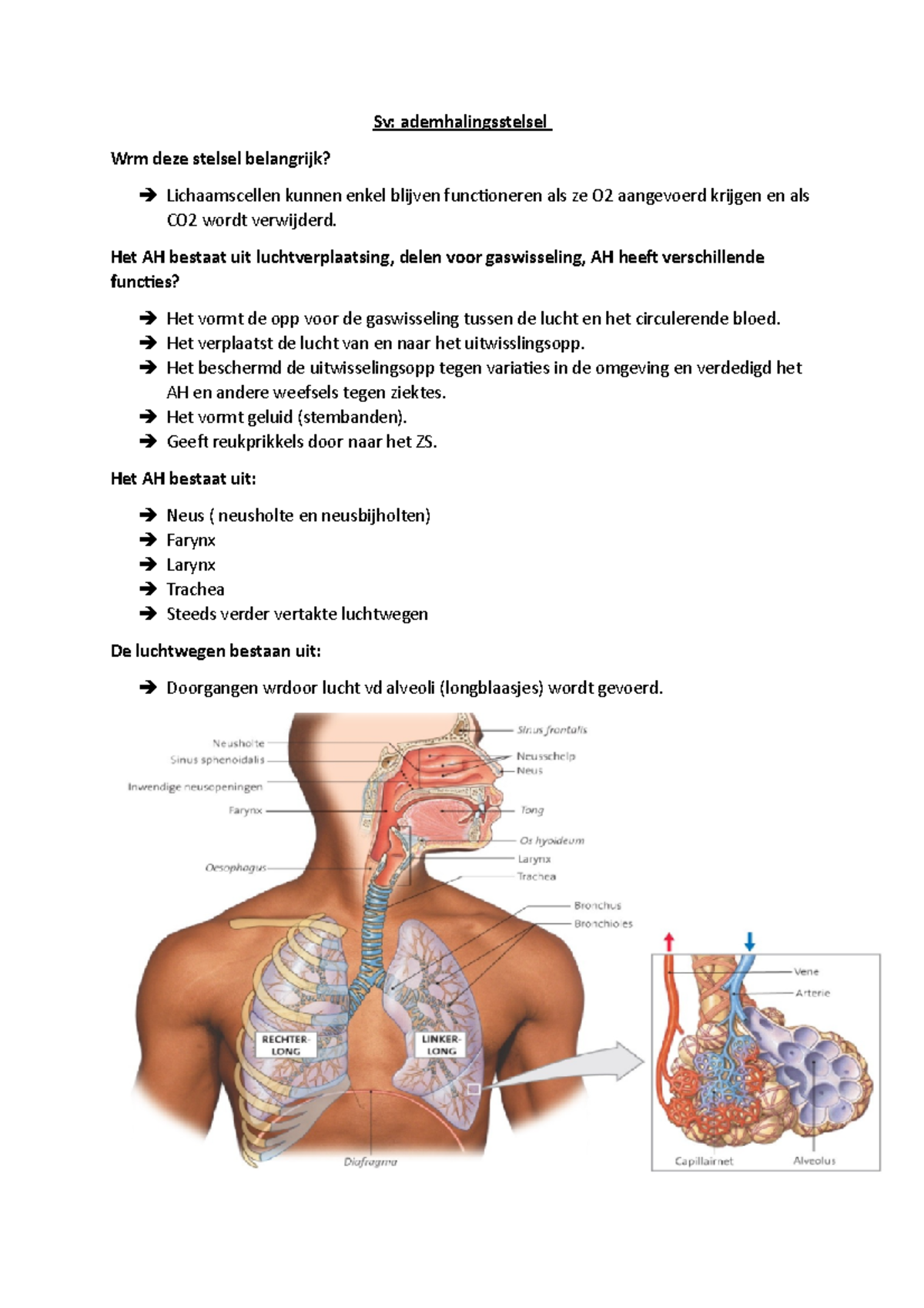 SV AH stelsel - Sv: ademhalingsstelsel Wrm deze stelsel belangrijk ...
