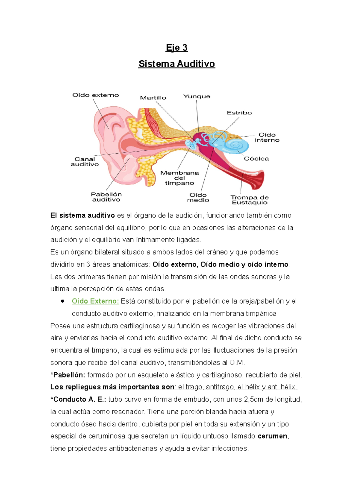 Apuntes Anatomía Parcial - Eje 3 Sistema Auditivo El sistema auditivo ...