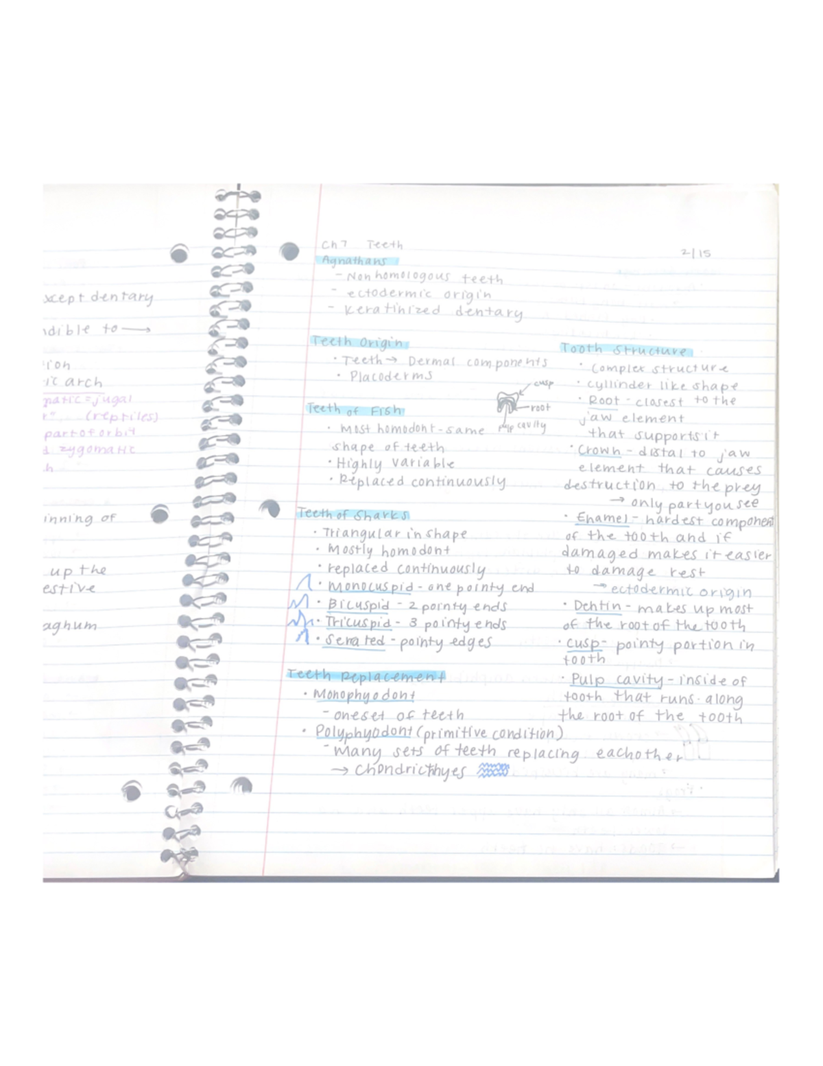 Vertebrate Teeth - Ch7 Teeth Agnathans Non homologous teeth scept ...