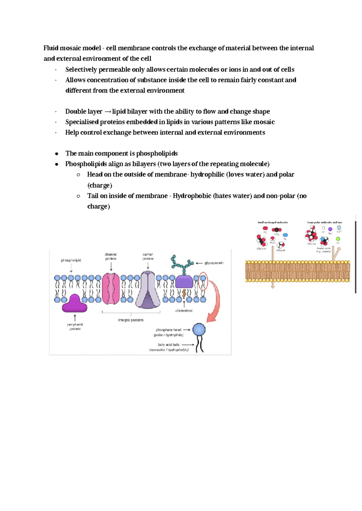 Bio revision notes year 11 - Fluid mosaic model - cell membrane ...
