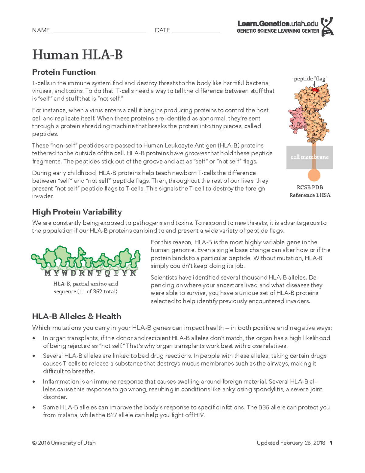 Human HLA-B - Biology cell note. Punitt square practice and allele ...