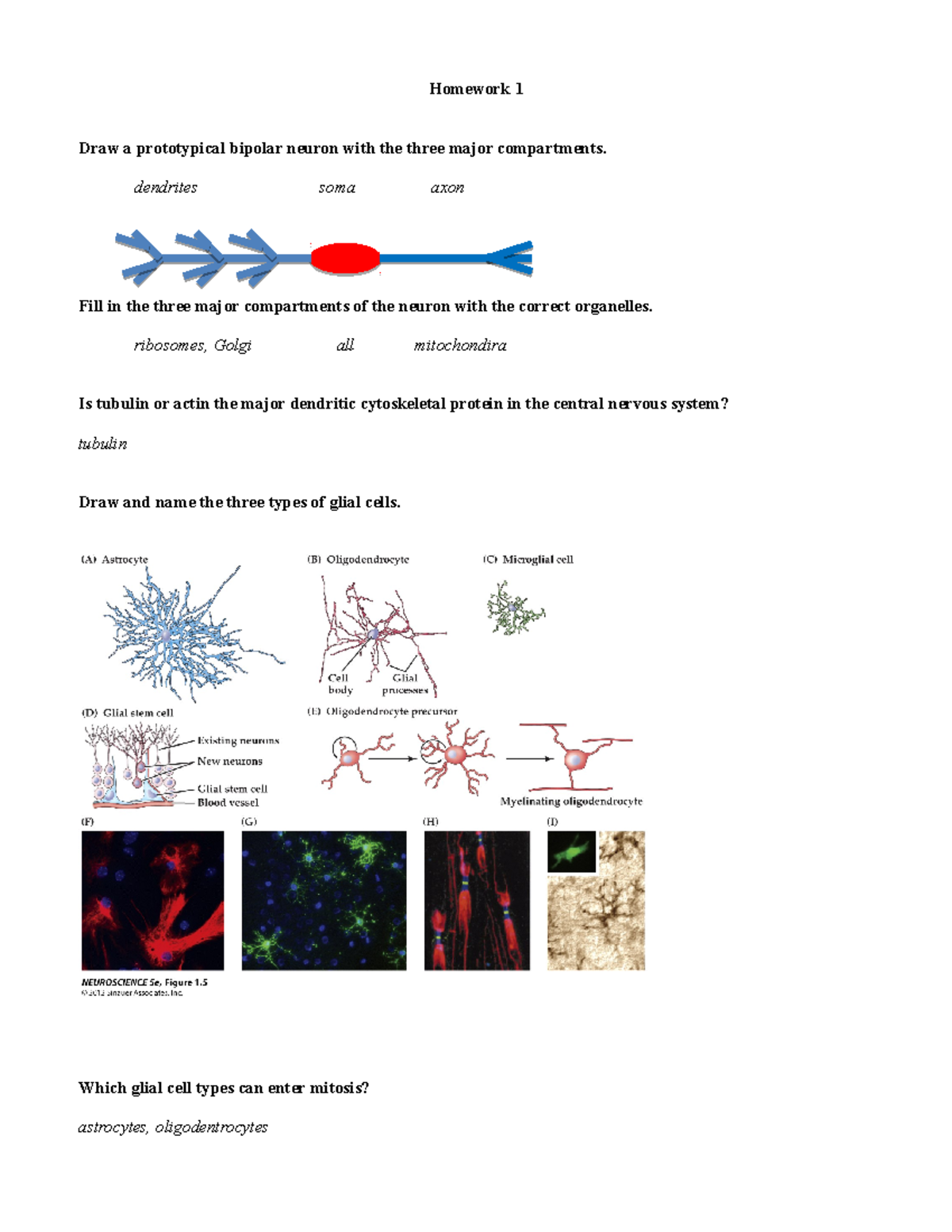 Homework 1 Answers Neuro - Homework 1 Draw a prototypical bipolar ...