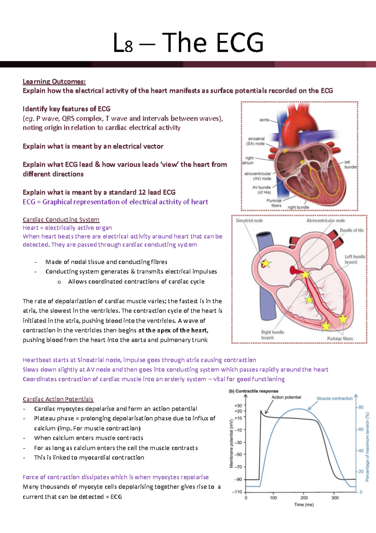 L8 - ECG - Lecture notes ECG - L 8 – The ECG Learning Outcomes: Explain ...