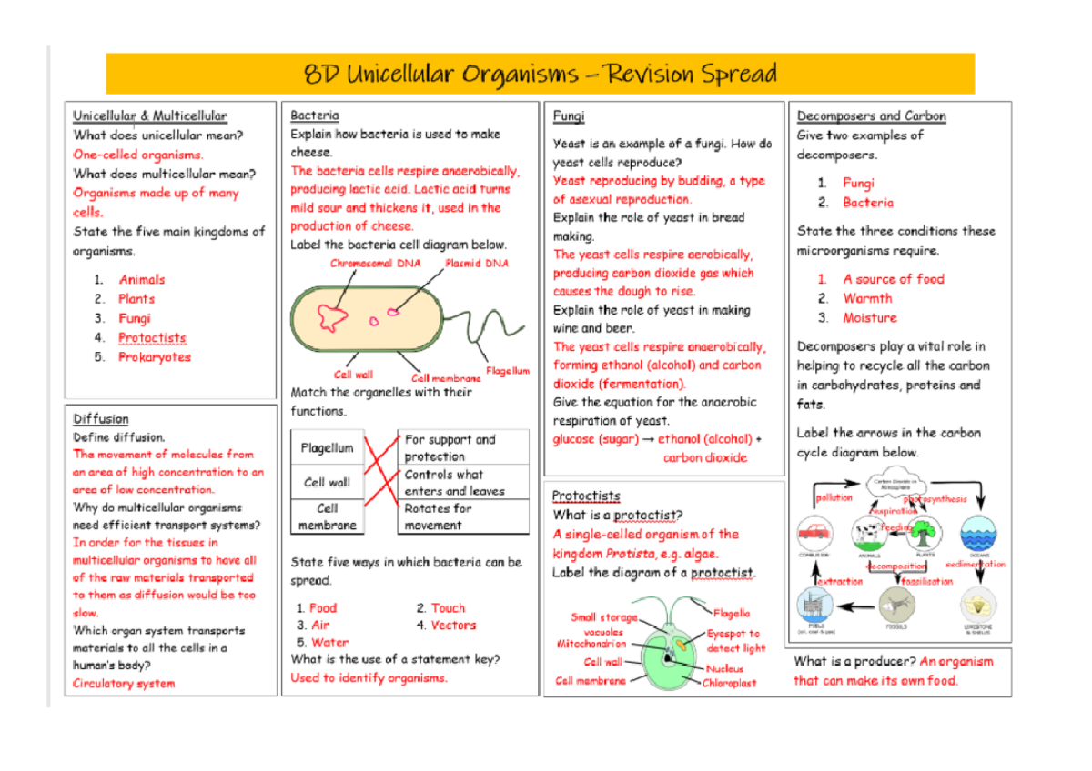 8D revision mind map Ans - 2021.2022 - Studocu