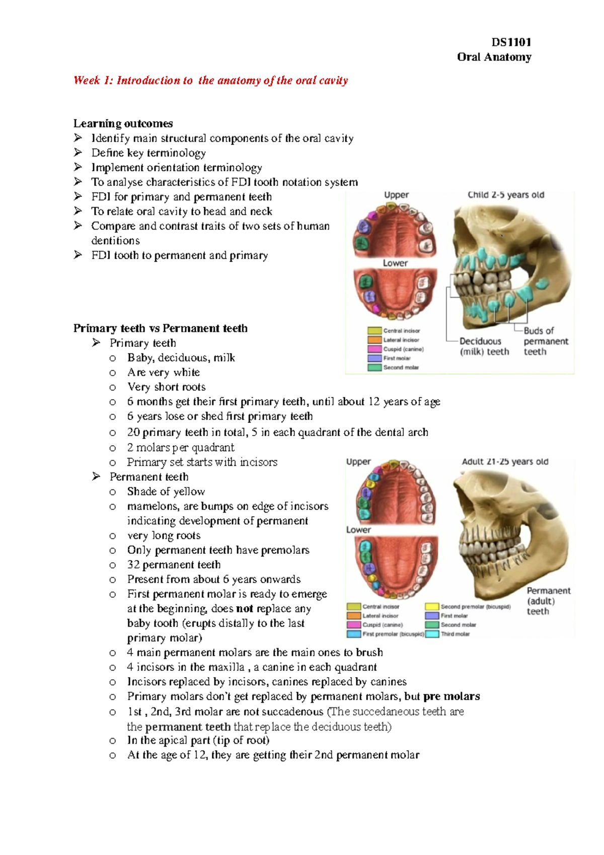 DS1101 Oral Anatomy - Oral Anatomy Week 1: Introduction to the anatomy ...
