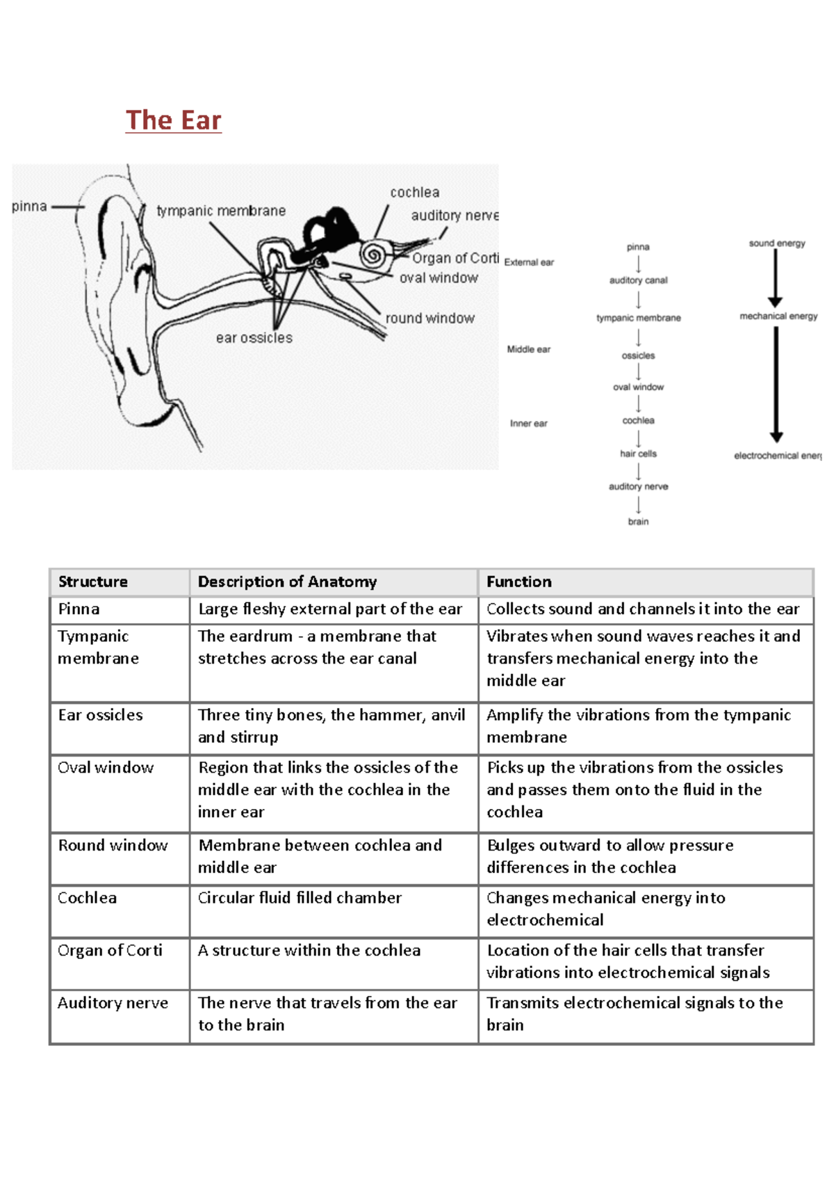 Hearing and Eye summaries - The Ear Structure Description of Anatomy ...