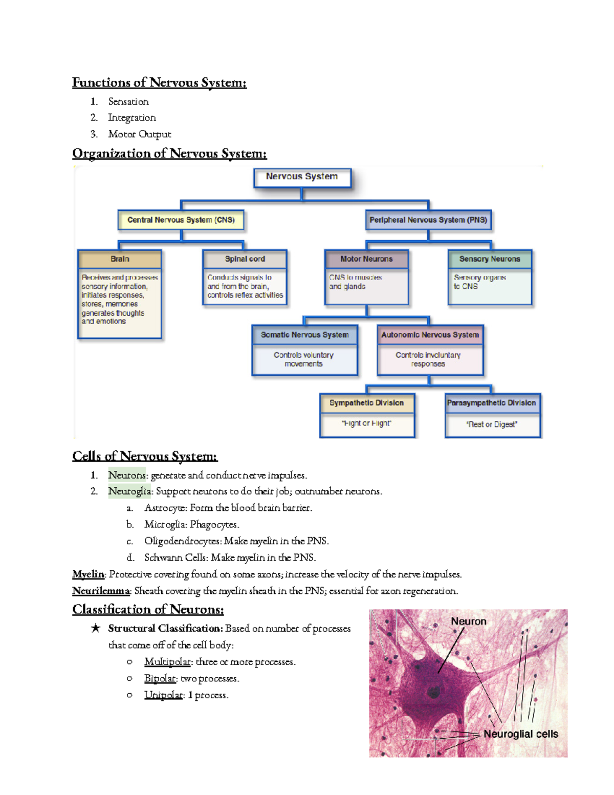 Functions of Nervous System - Functions of Nervous System: Sensation ...