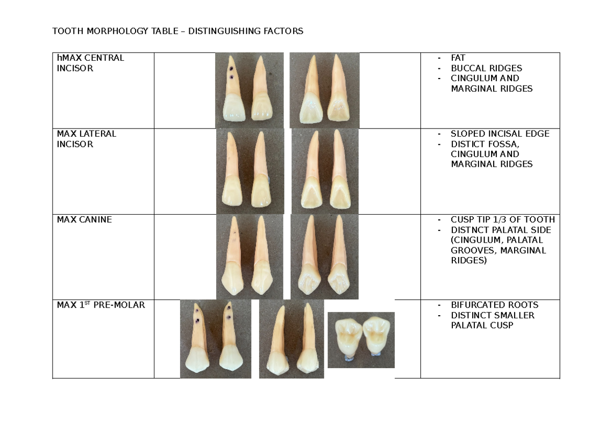 Tooth Morph Table - SIMPLIFIED - hMAX CENTRAL INCISOR - FAT - BUCCAL ...