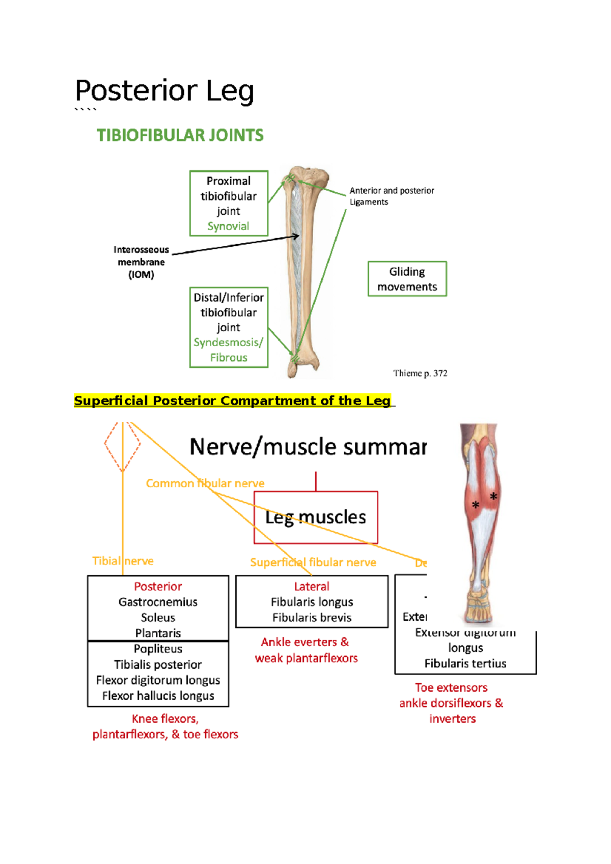 8. Posterior Leg - Notes - Posterior Leg ```` Superficial Posterior ...