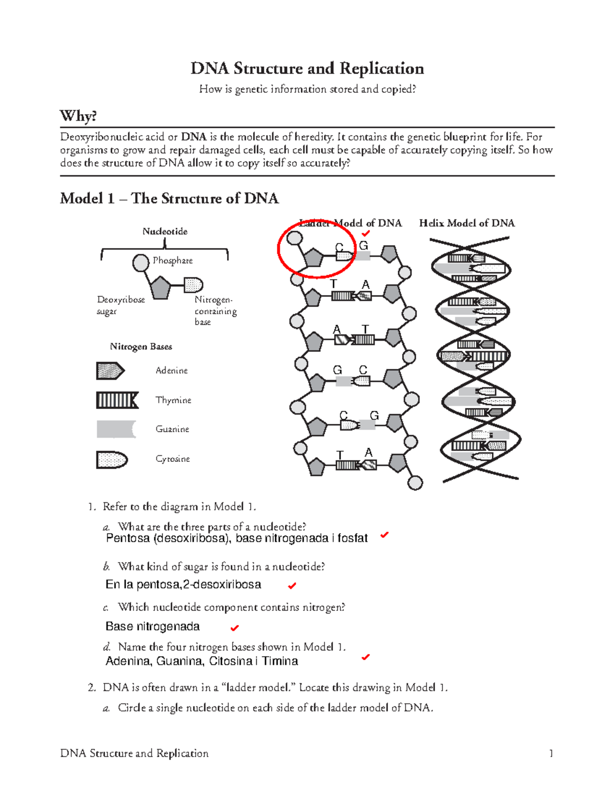 18 DNA Structure and Replication-S - It contains the genetic blueprint ...