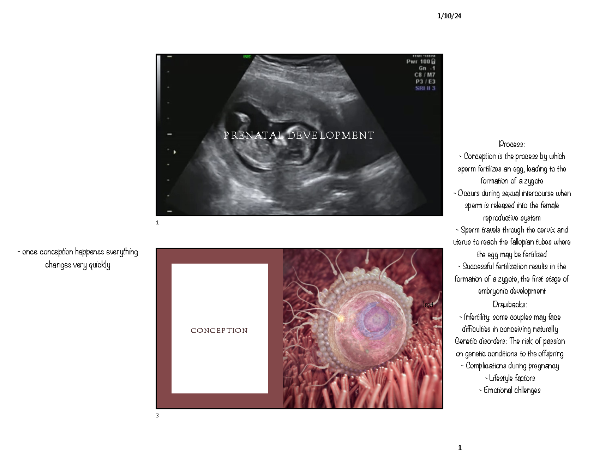 Chapter 2 - Lecture notes - Amber Ingram - PRENATAL DEVELOPMENT 1 C O N ...