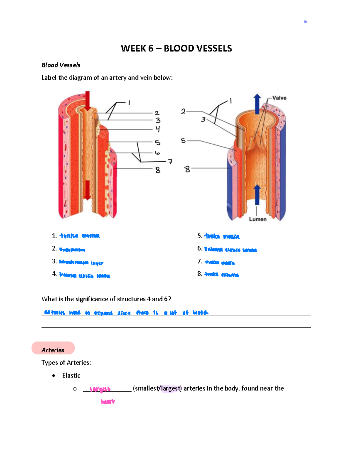 Session 4 Worksheet - Blood Vessels - WEEK 6 – BLOOD VESSELS Blood Vessels Label the diagram of ...