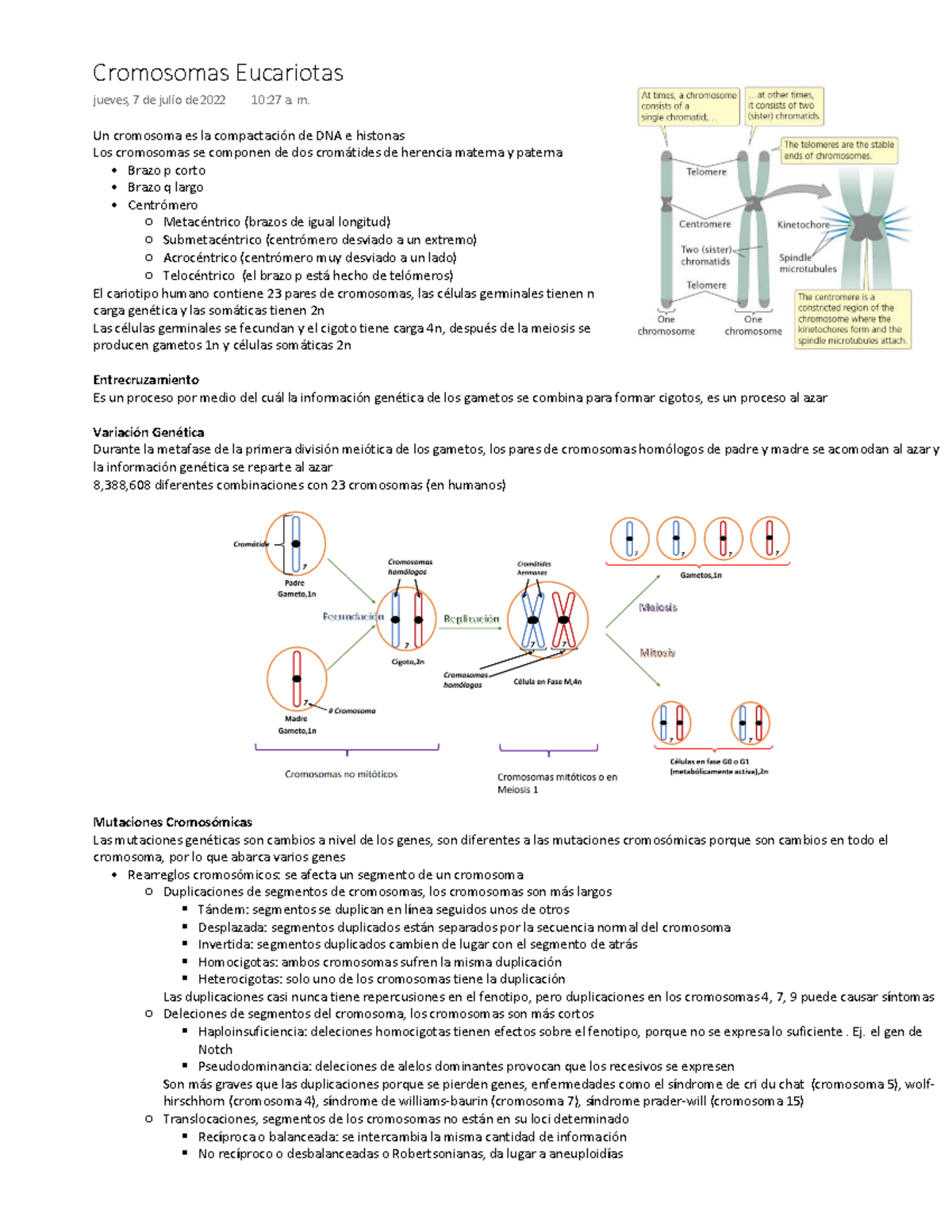 Gene tercer examen notas - Studocu