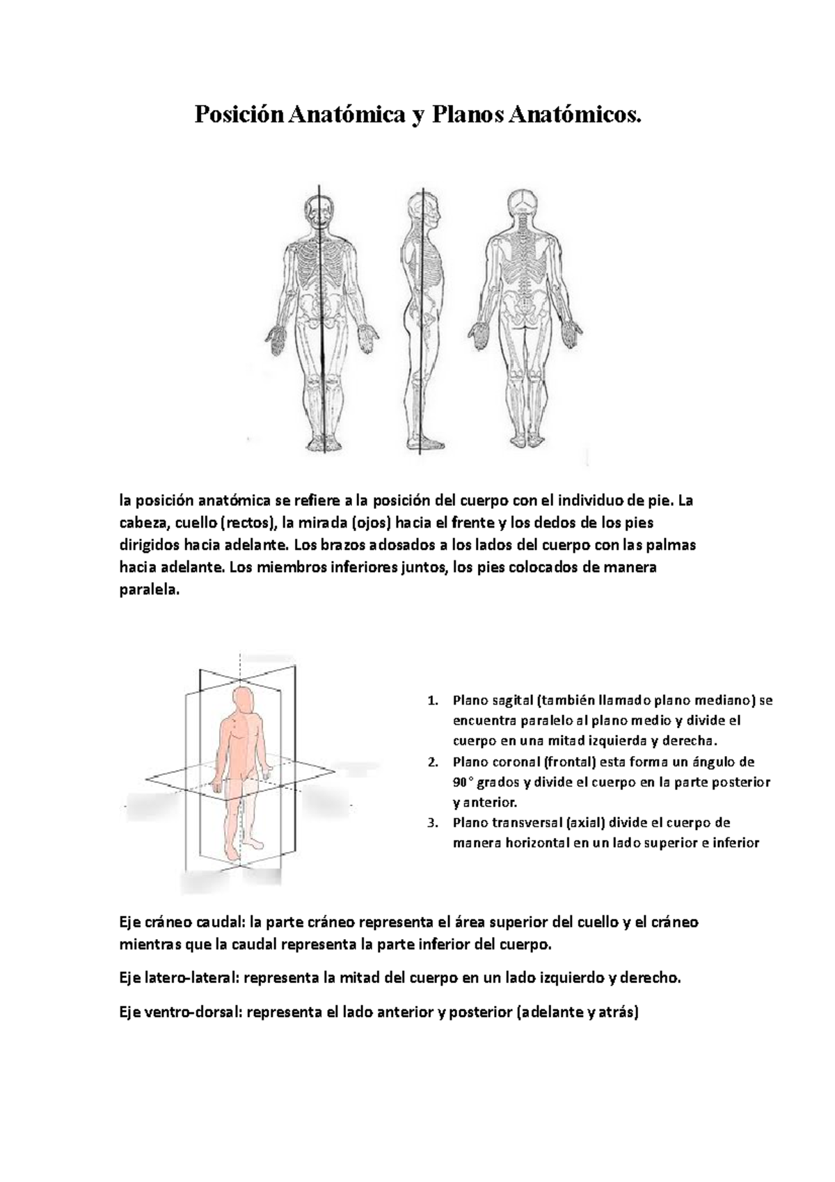 Posicion anatomica y planos anatomicos - Posición Anatómica y Planos ...