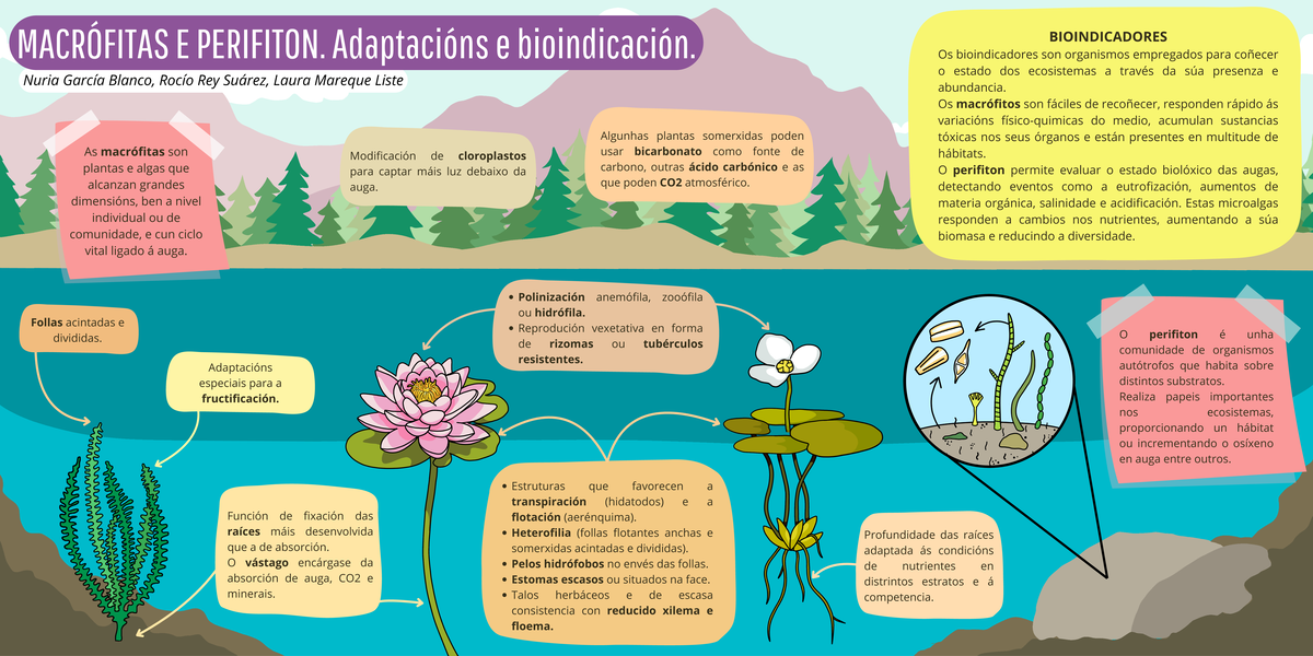Estruturas que favorecen a transpiración Hidatodos Aerénquima ...