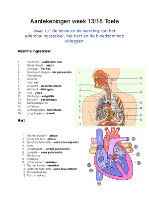 Medische biologie vragen H15 - Wat is de anatomische structuren van de ...