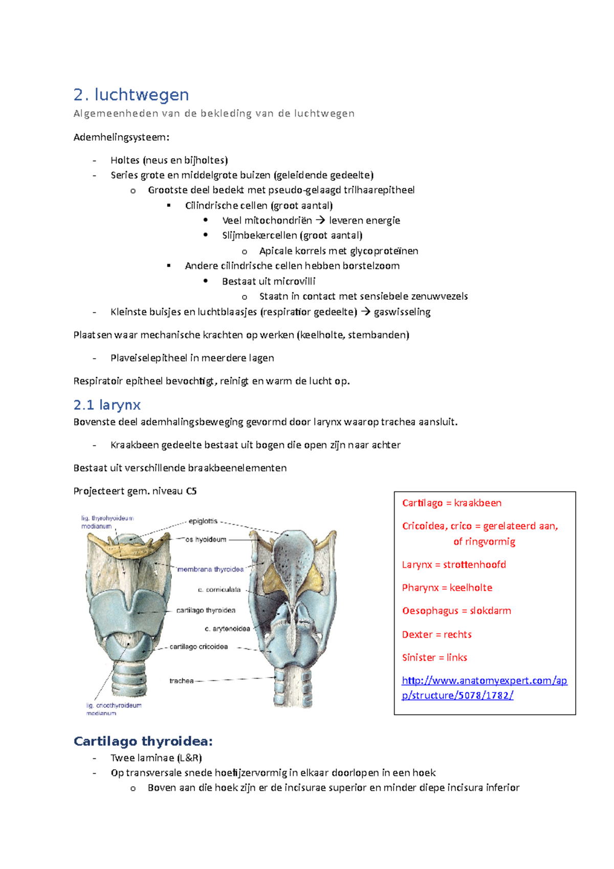 Samenvatting anatomie 3 luchtwegen - 2. luchtwegen Algemeenheden van de ...