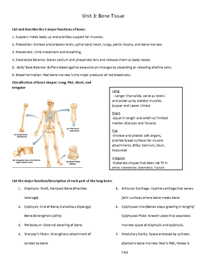 Cerebrum Worksheet - Cerebrum Worksheet Identify and label the ...