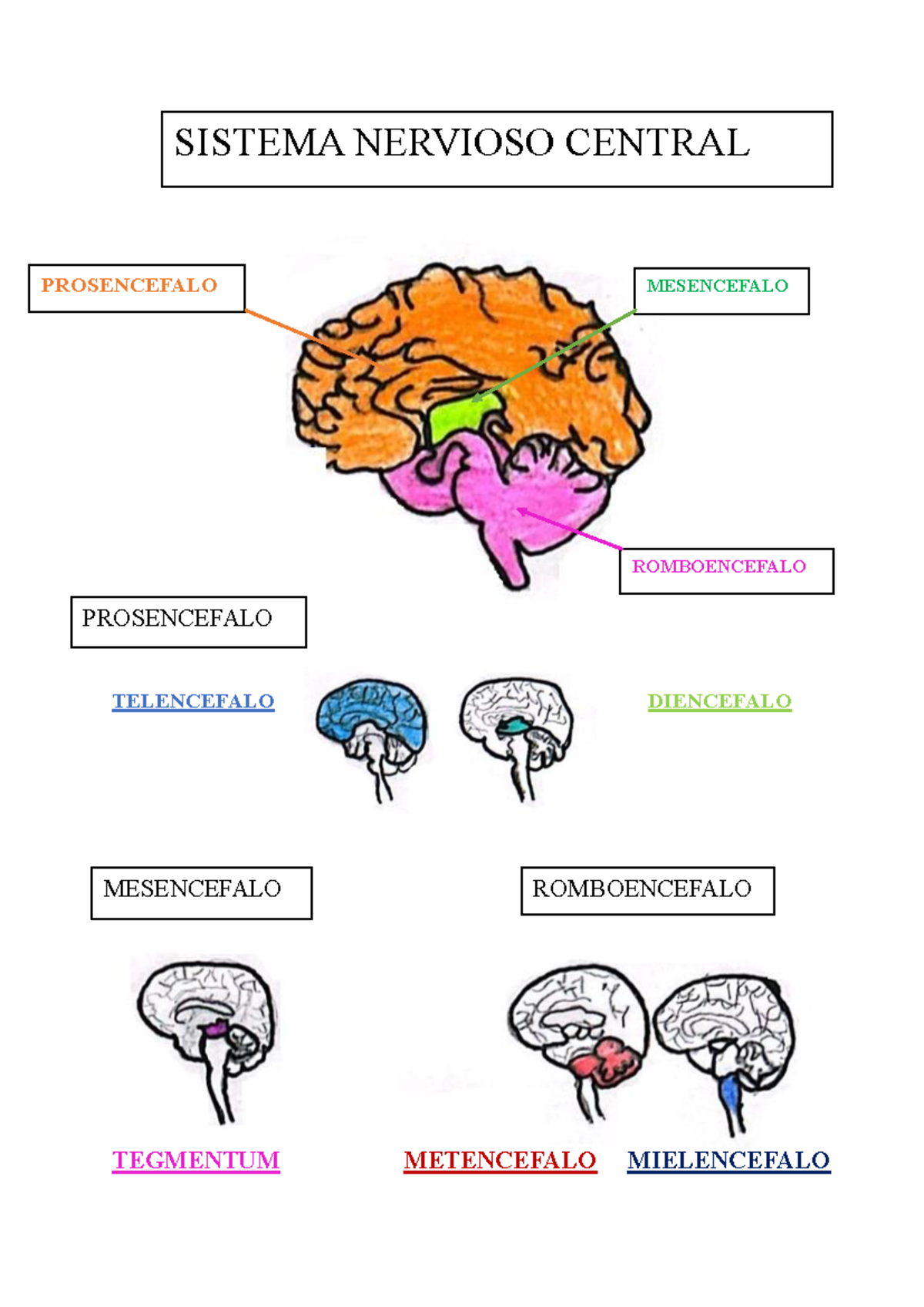 SNC Y SNP - SNC Y SNP - neurobiologia - TELENCEFALO D DIENCEFALO ...