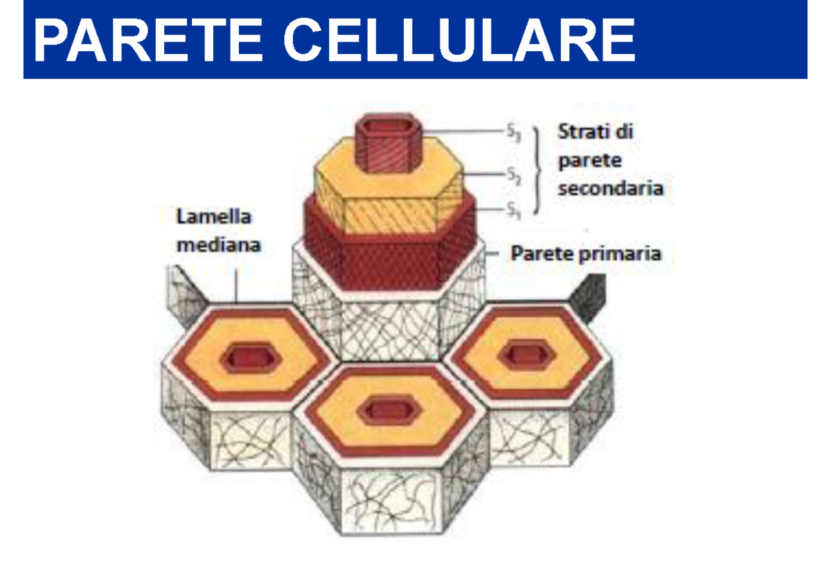 Disegno Della Parete Cellulare La Cellula Animale: Programma Per Test