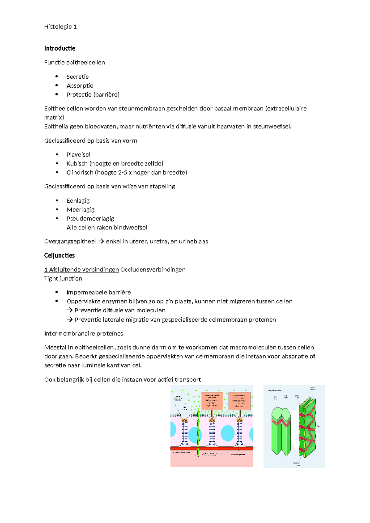 Samenvatting HIS 1 - Introductie Functie epitheelcellen Secretie ...