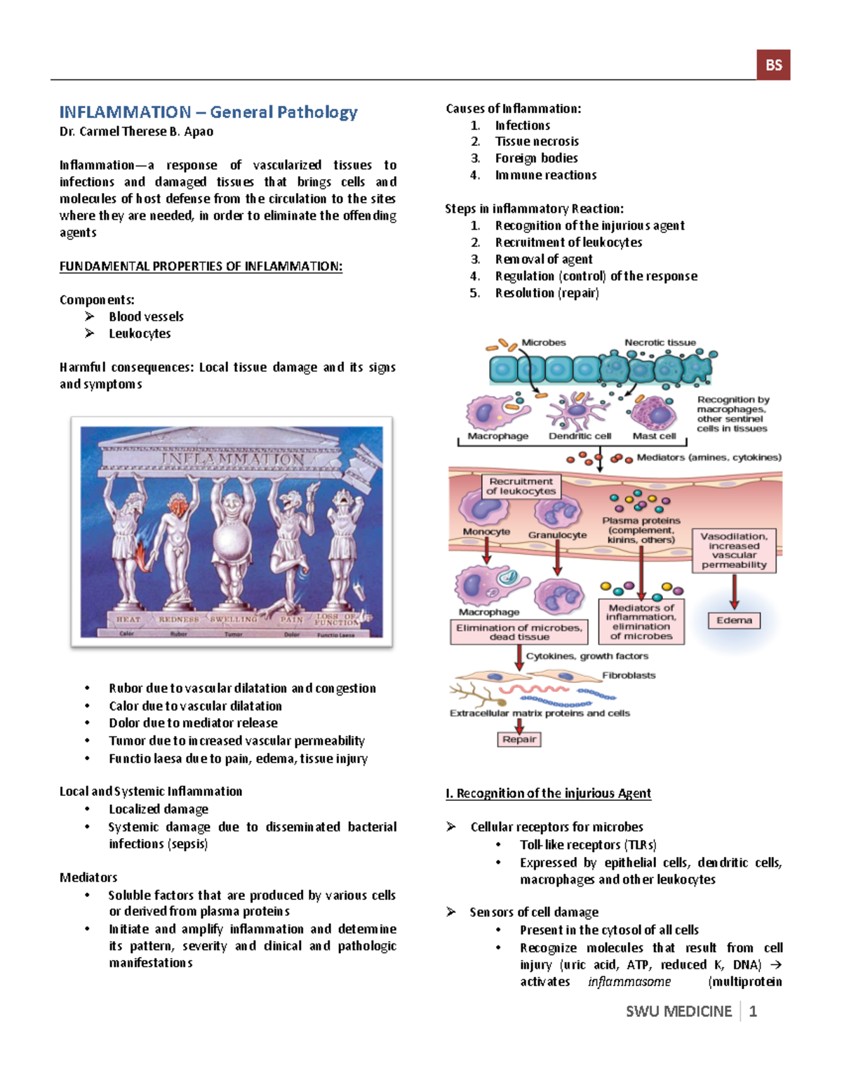 2 - Inflammation - notes - INFLAMMATION 3 General Pathology Dr. Carmel ...