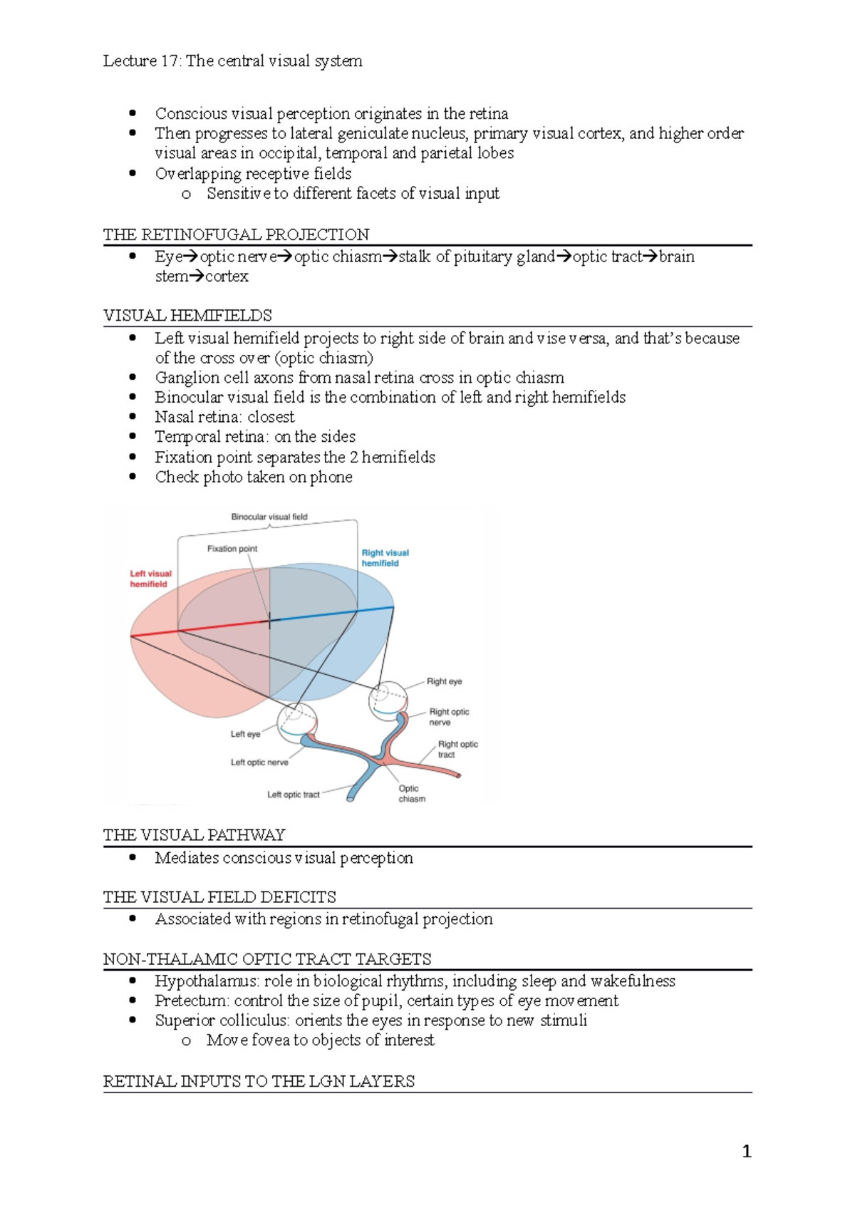 Lecture 17 - Notes about the central visual system - Conscious visual ...