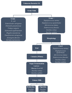 Bacteria chart - Salmonella enterica causes salmonellosis Affects the ...