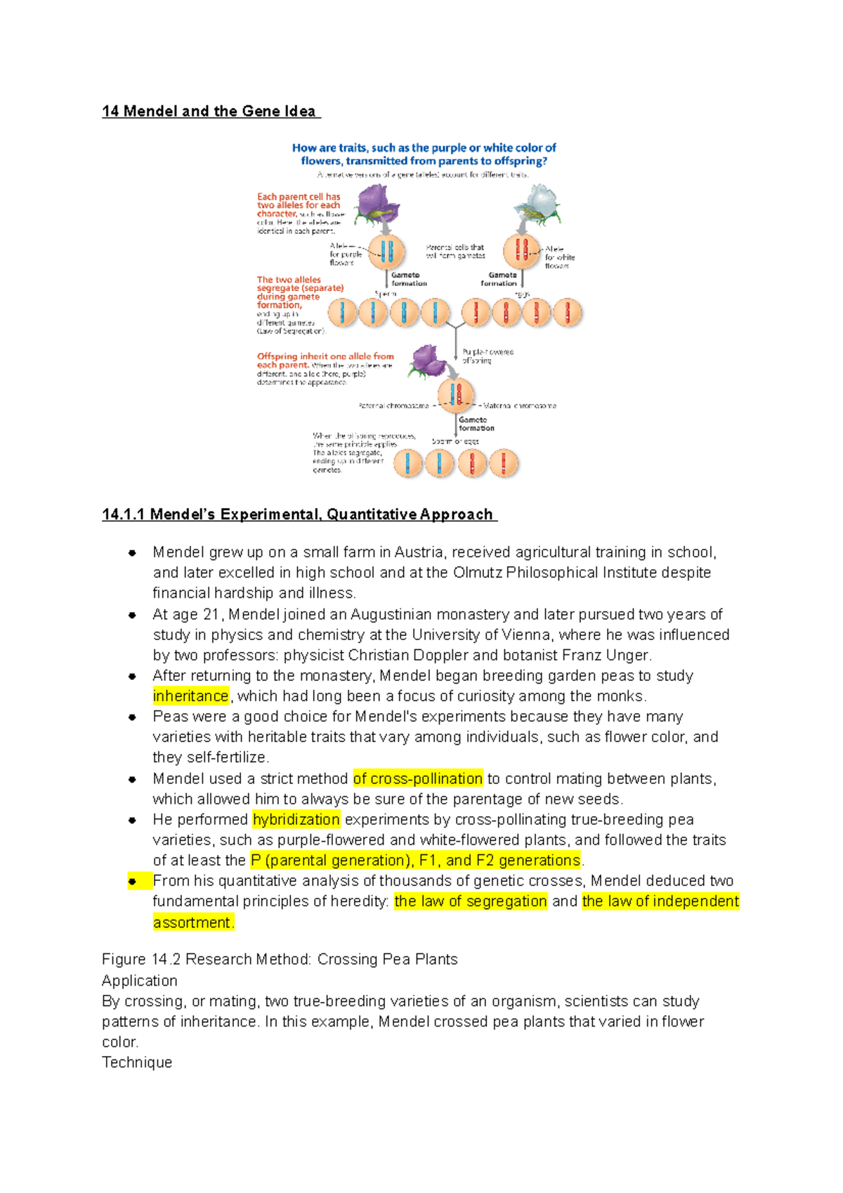 14.1.Mendel and the Gene Idea docx - 14 Mendel and the Gene Idea 14.1 ...