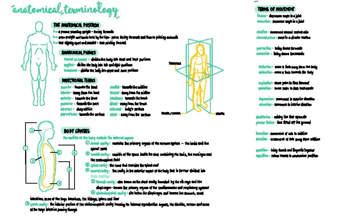 Anatomical terminology - BIO 222 - Studocu