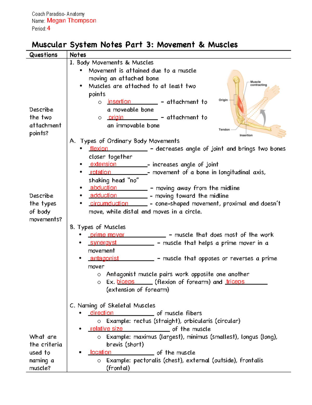 Muscular System Notes Part 3 Coach Paradiso Anatomy Name Period 