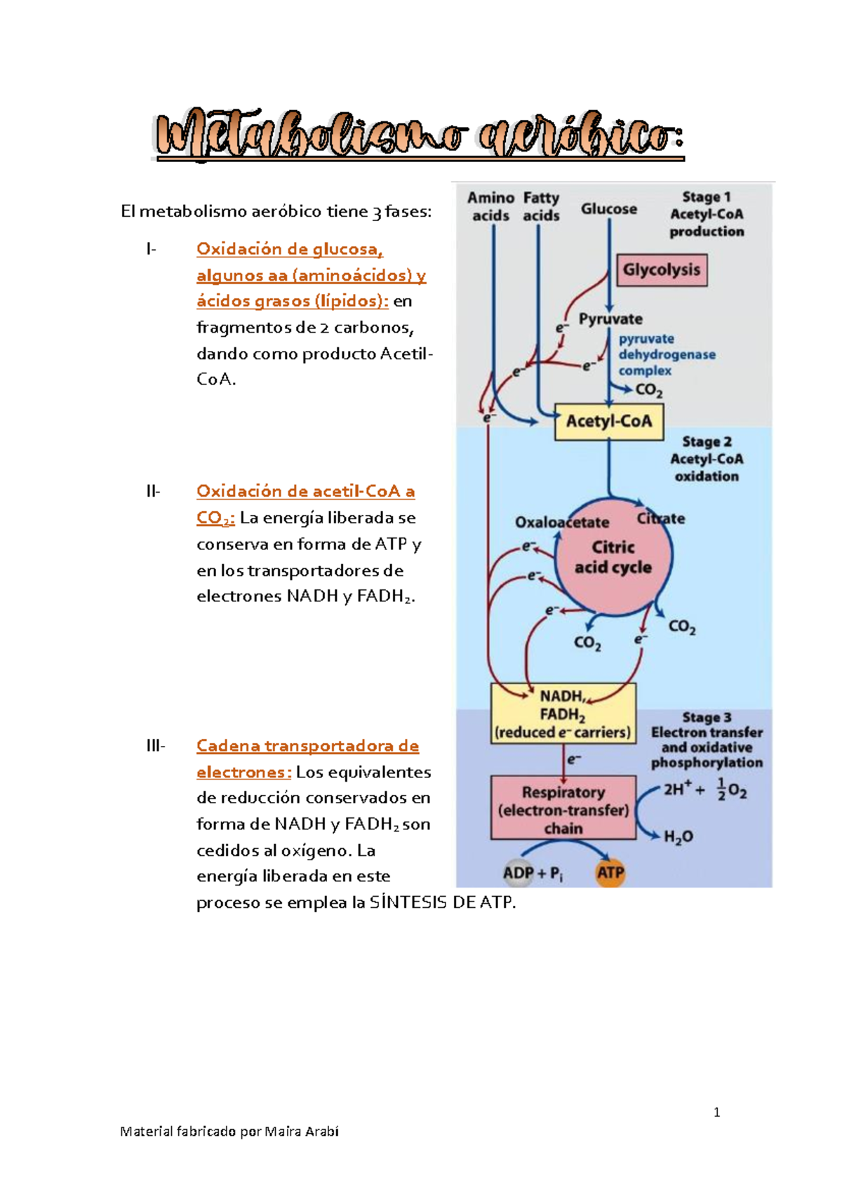 Metabolismo aeróbico - 1 Metabolismo aeróbico: El metabolismo aeróbico ...