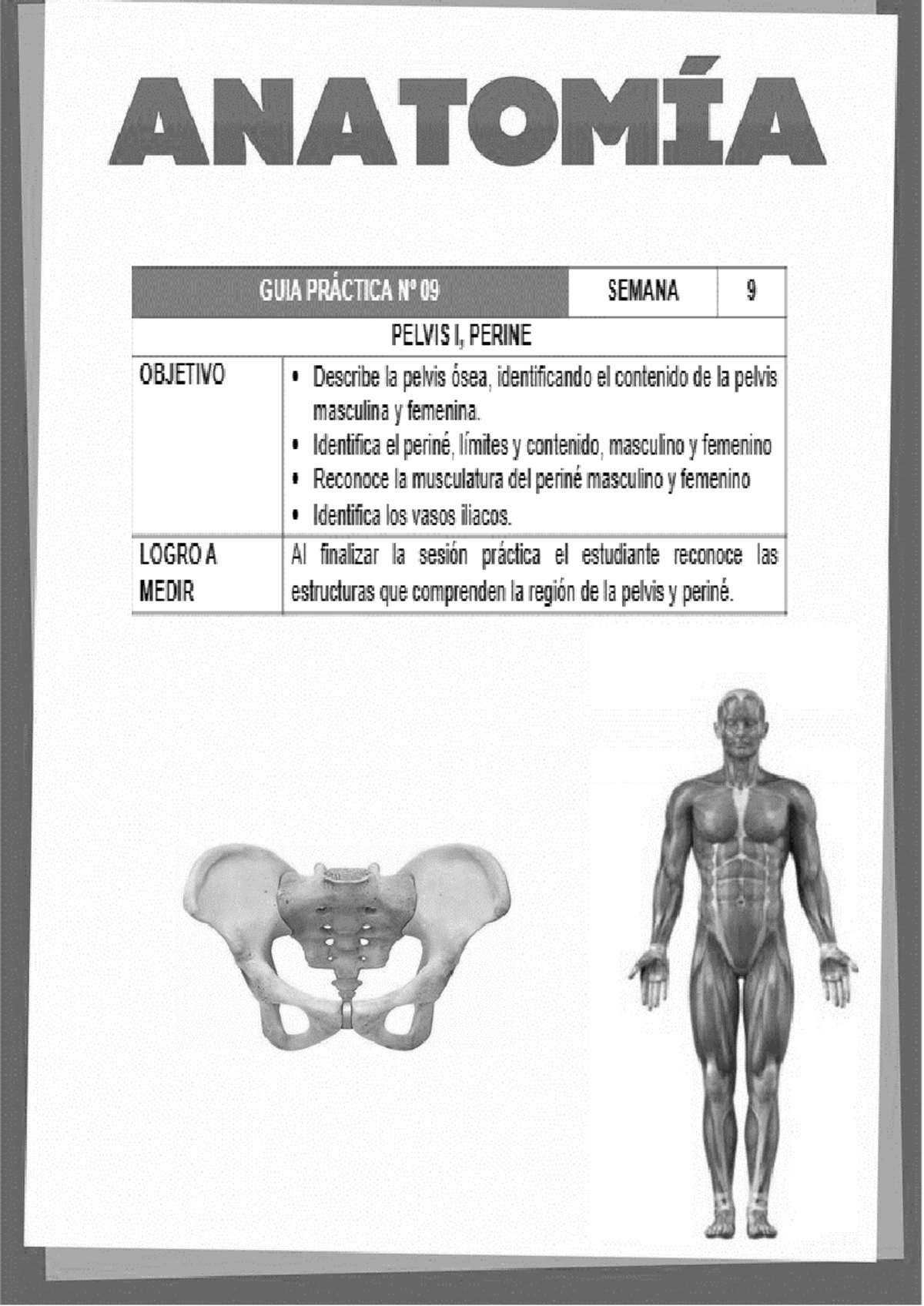 Anatomia Semana 9 - Lámina 36: Pelvis ósea• Características de la ...