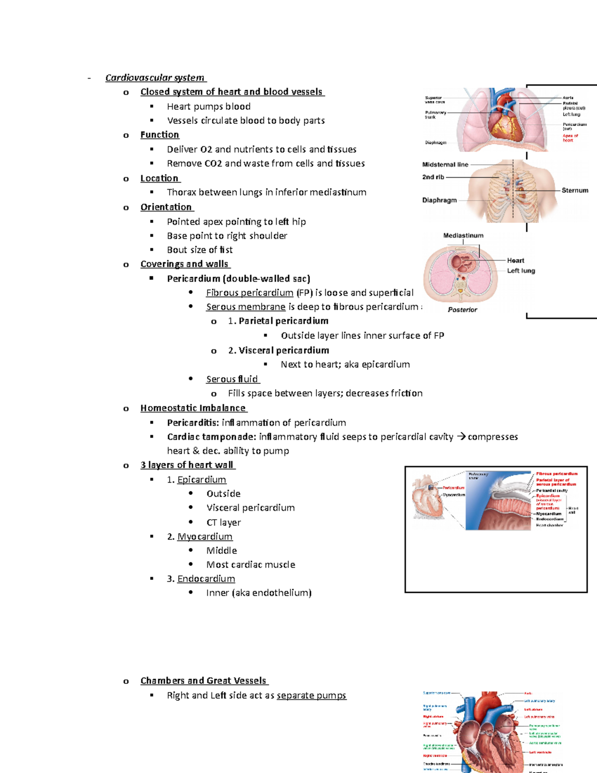 Chapter 18 - Heart - Cardiovascular system o Closed system of heart and ...