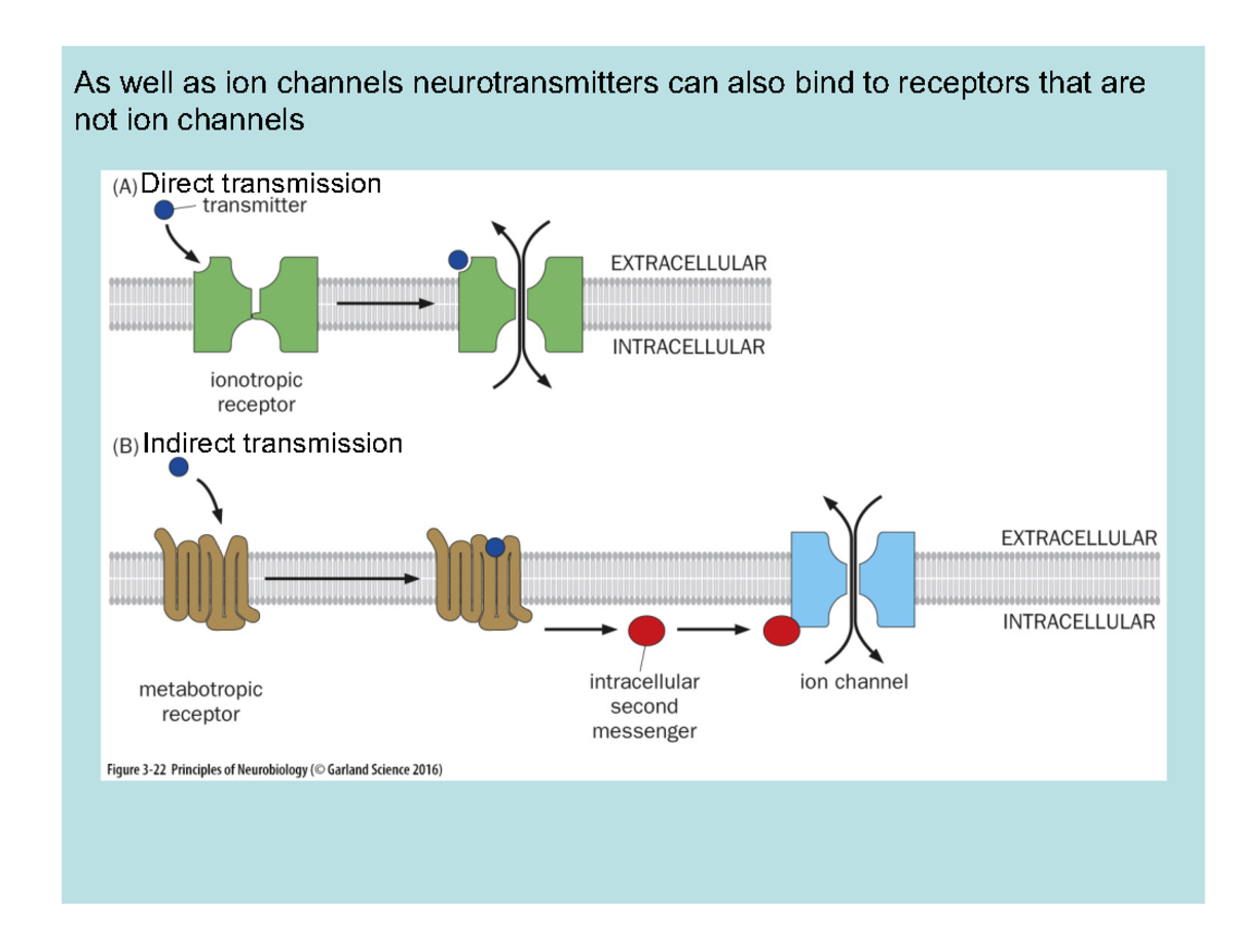 Lecture 7 Indirect Transmission - As well as ion channels neurotransmitters can also bind to ...