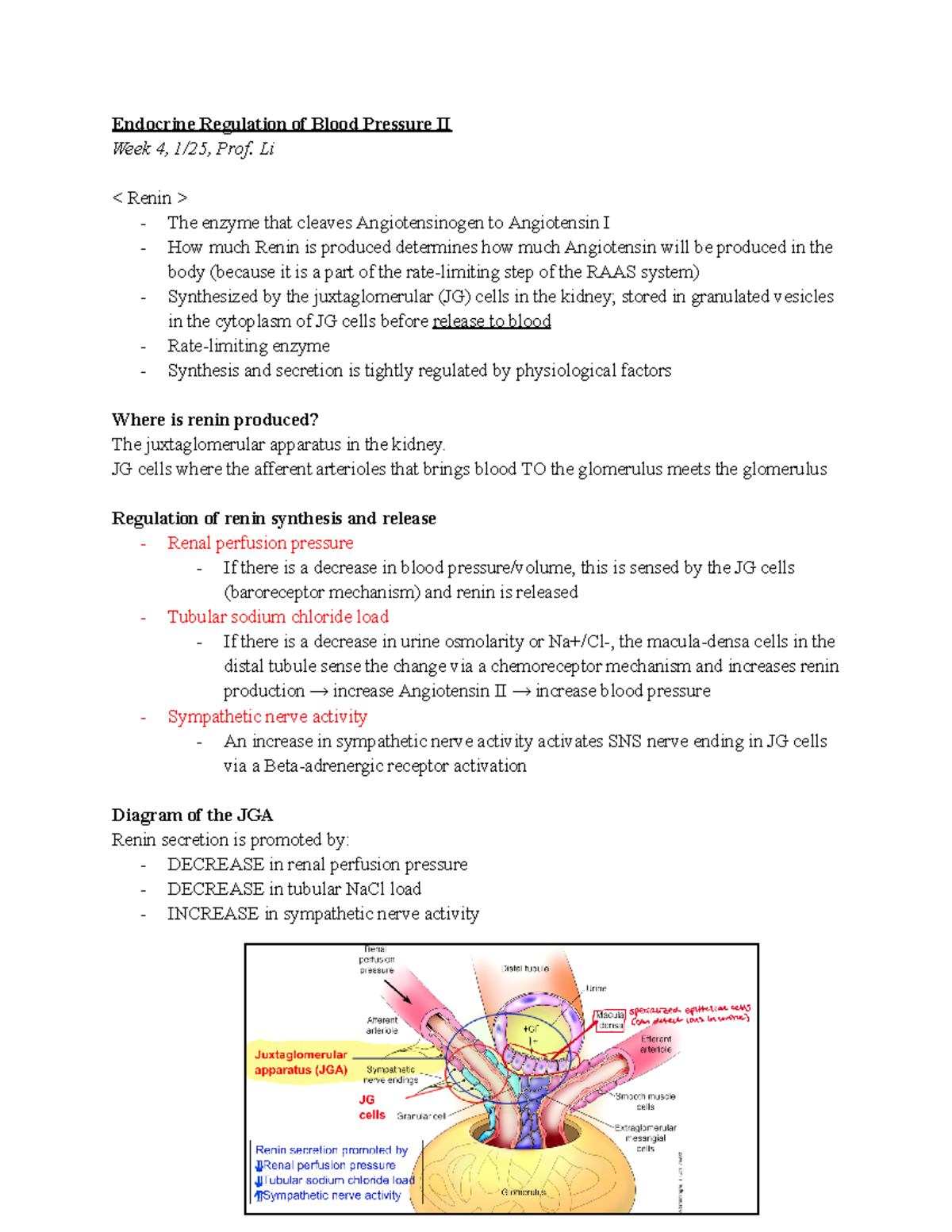 Endocrine Regulation of Blood Pressure II Lecture Notes - Endocrine ...
