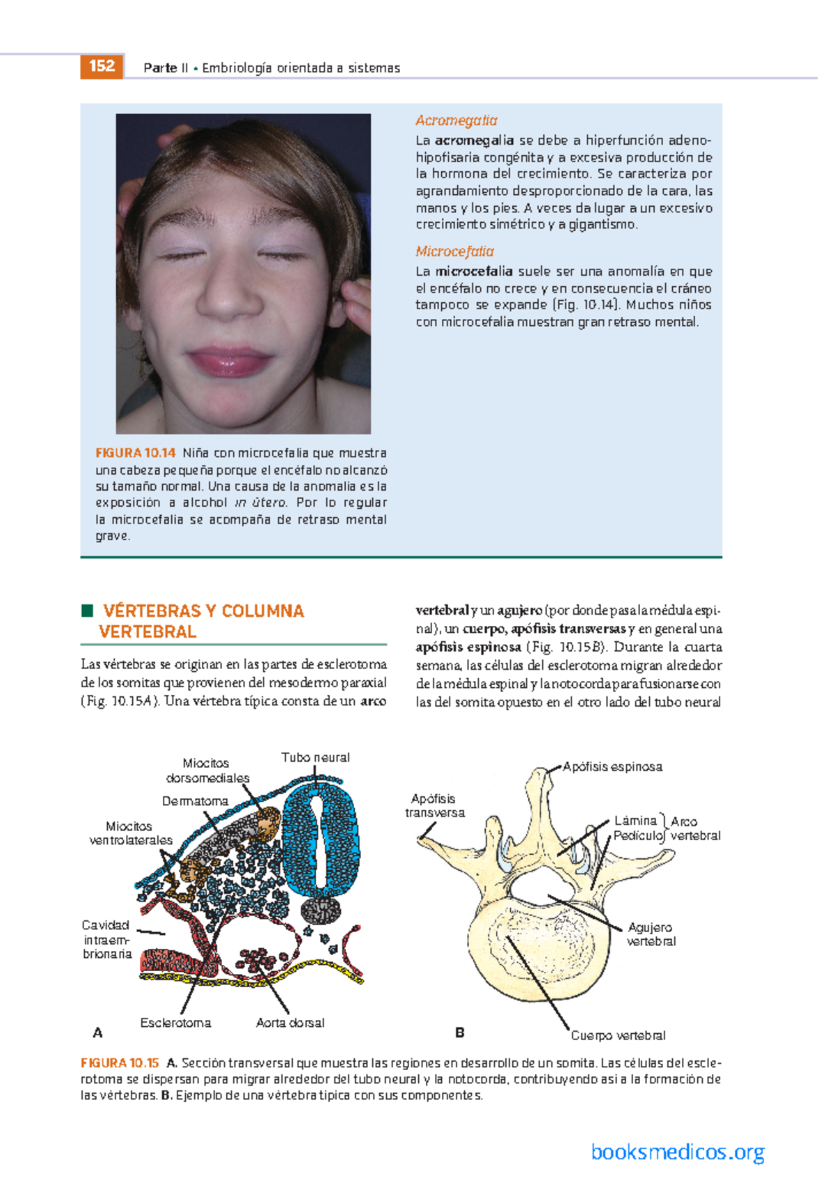 Miotomo division, y columna - 152 Parte II • Embriología orientada a ...
