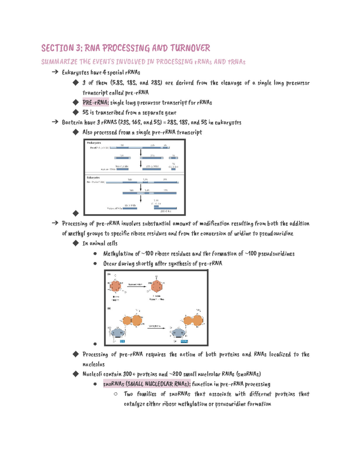 Chapter 8 - RNA Synthesis and Processing - SEïåĂăN 3: ðąA PðĄìæSìIąG ...