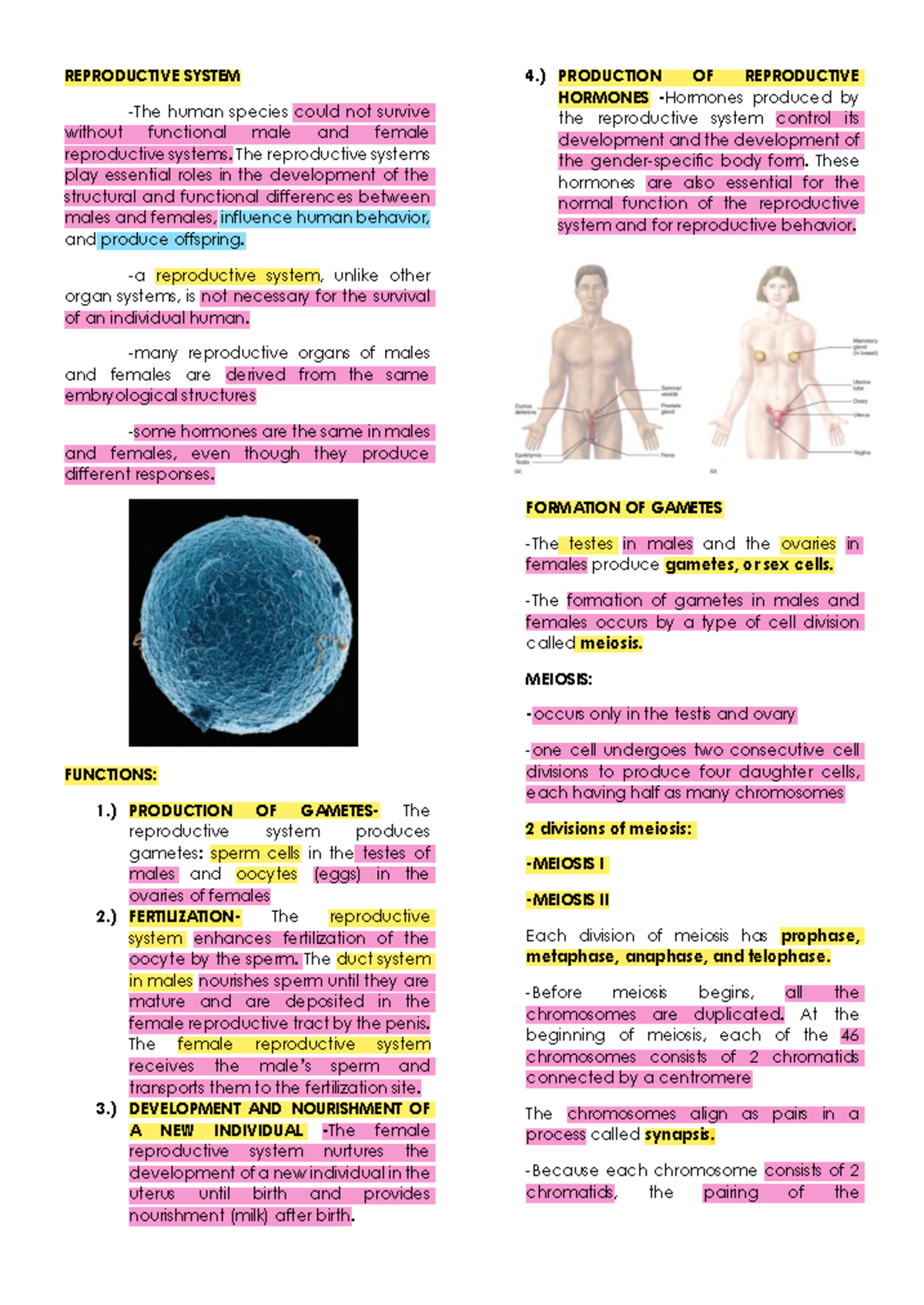 ANATOMY AND PHYSIOLOGY - Reproductive System - REPRODUCTIVE SYSTEM -The ...