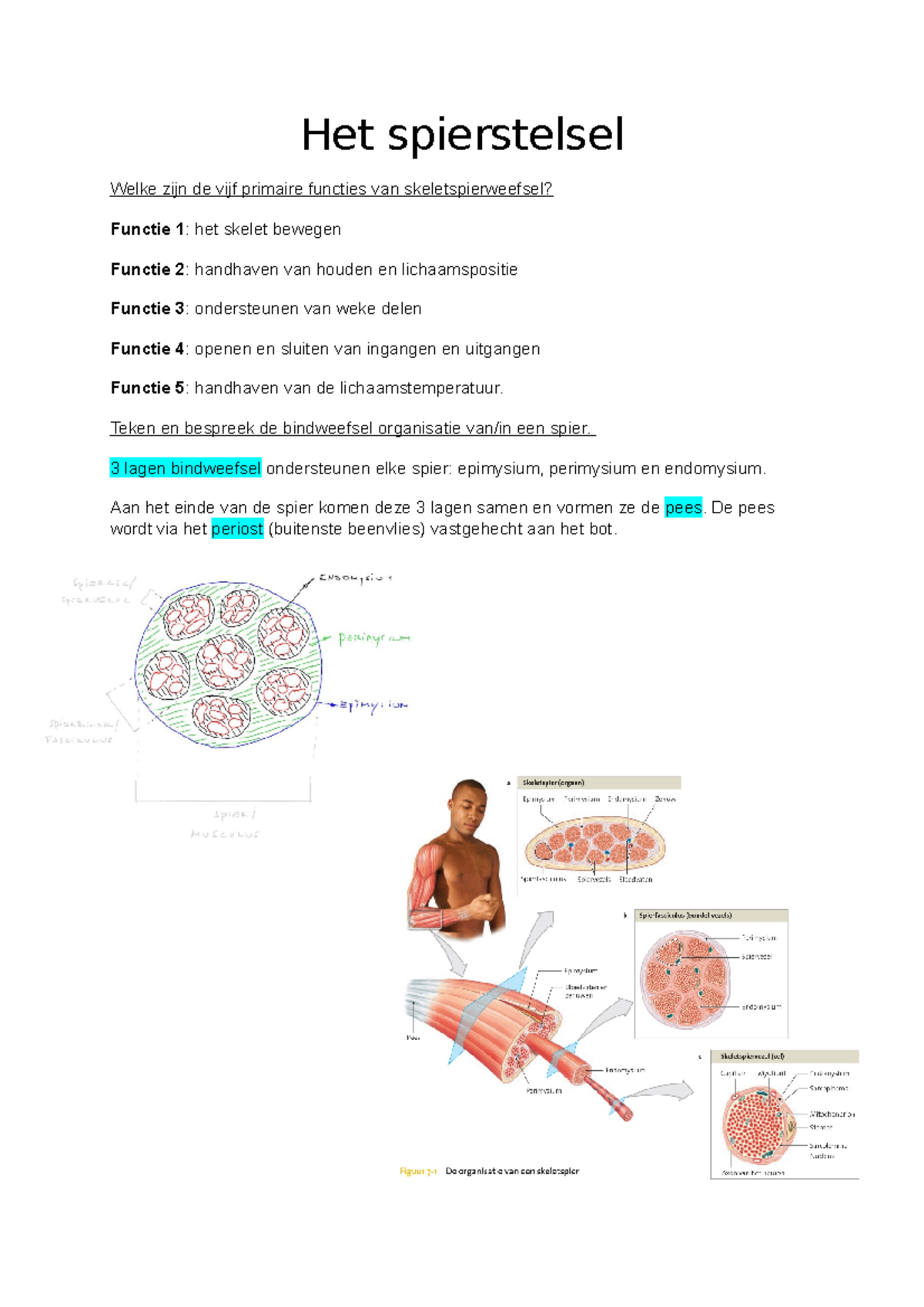 Keypoint het spierstelsel - Het spierstelsel Welke zijn de vijf primaire functies van - Studocu
