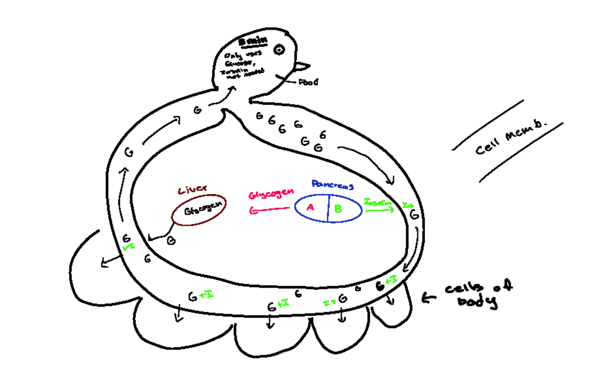Diabetes Simple Diagram - BIO111 - Brain uses Only Glucose ...