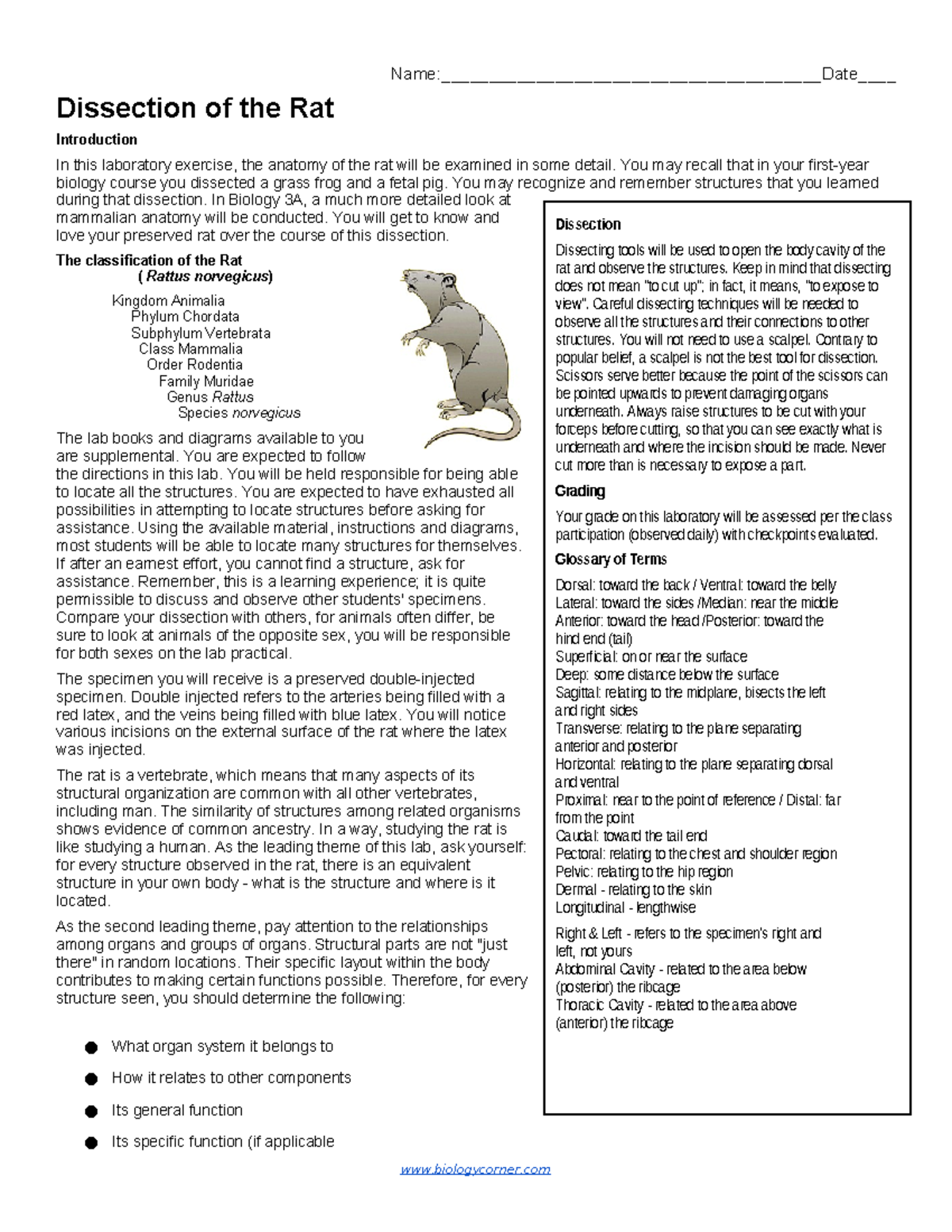 Rat Dissection - In this laboratory exercise, the anatomy of the rat ...