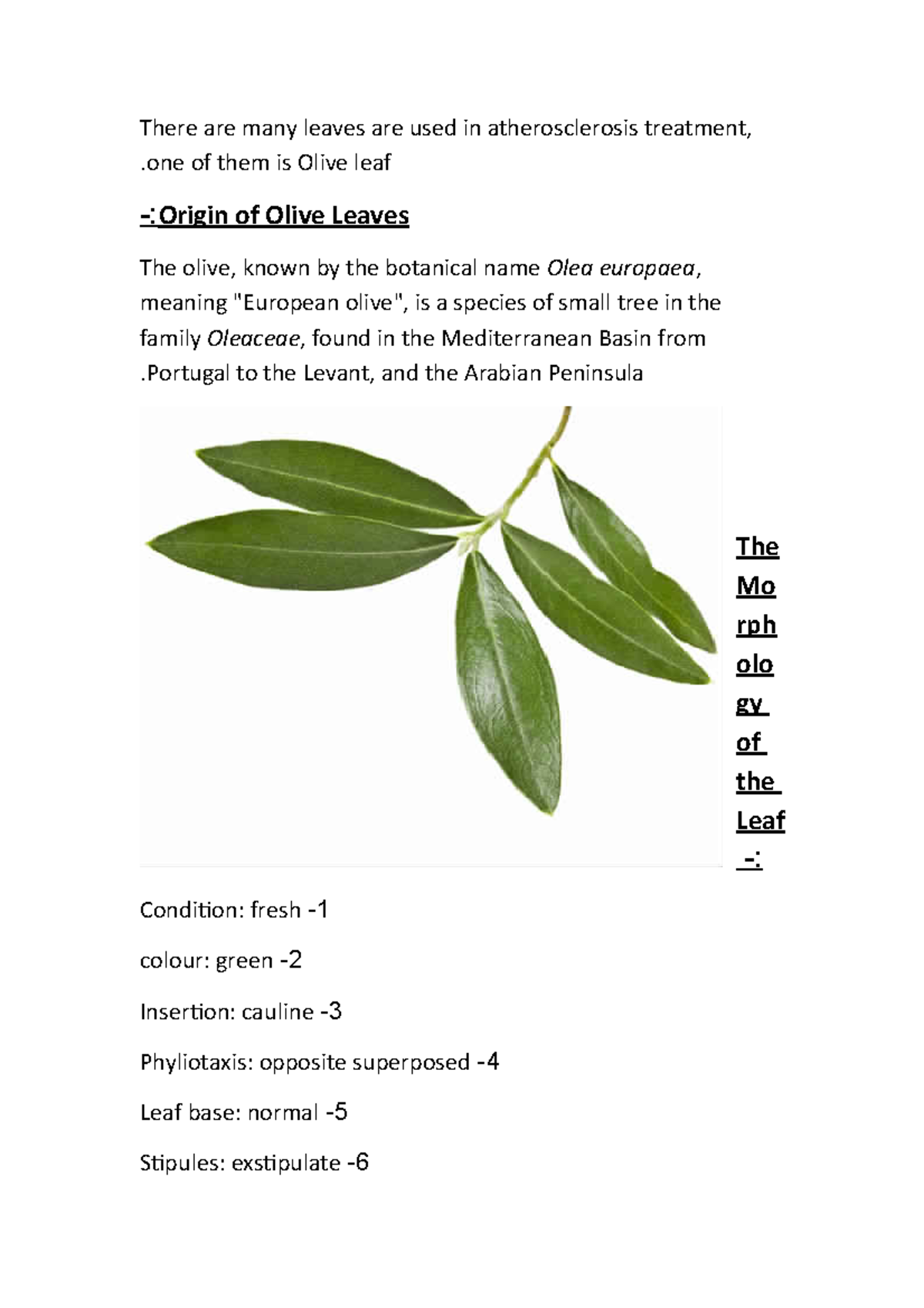 Olive leaves in atherosclerosis treatment - There are many leaves are used in atherosclerosis ...