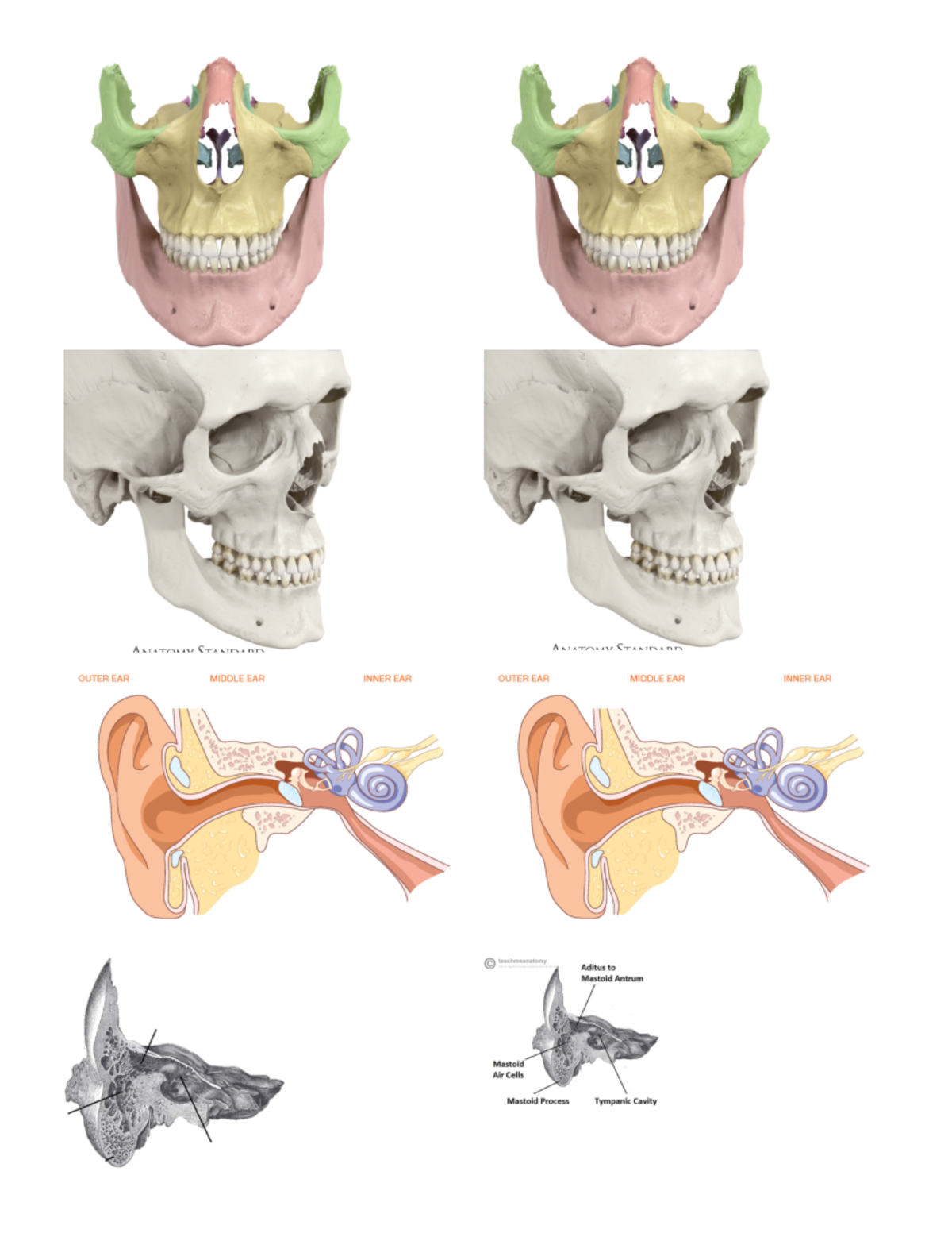 Facial Skeleton - Anatomy - Studocu