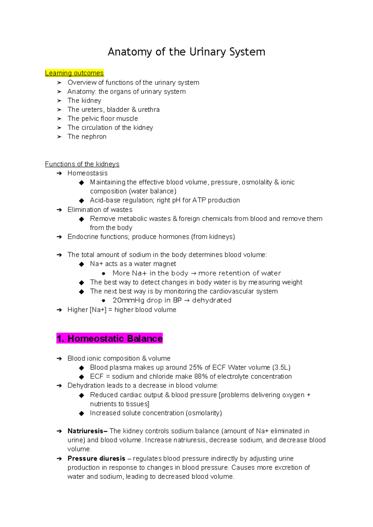 Anatomy of the Urinary System - Anatomy of the Urinary System Learning ...