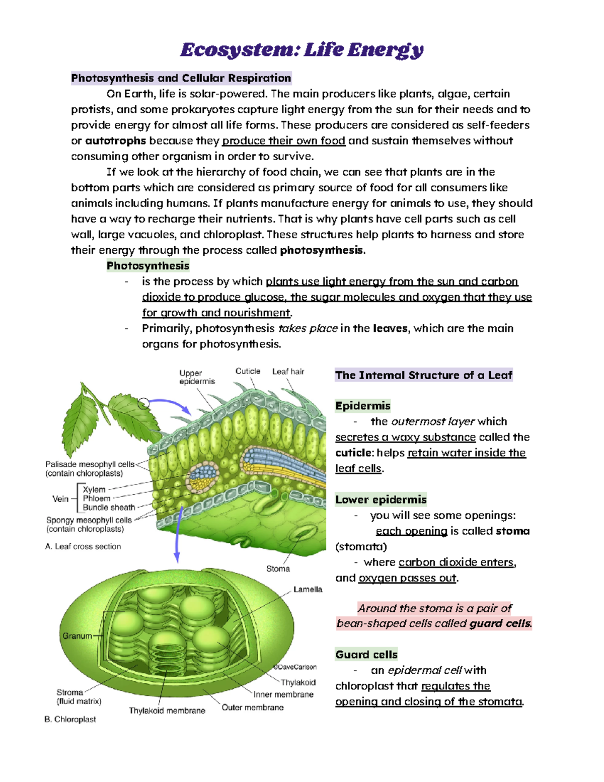 Ecosystem Life Energy Advanced Notes - Photosynthesis and Cellular ...