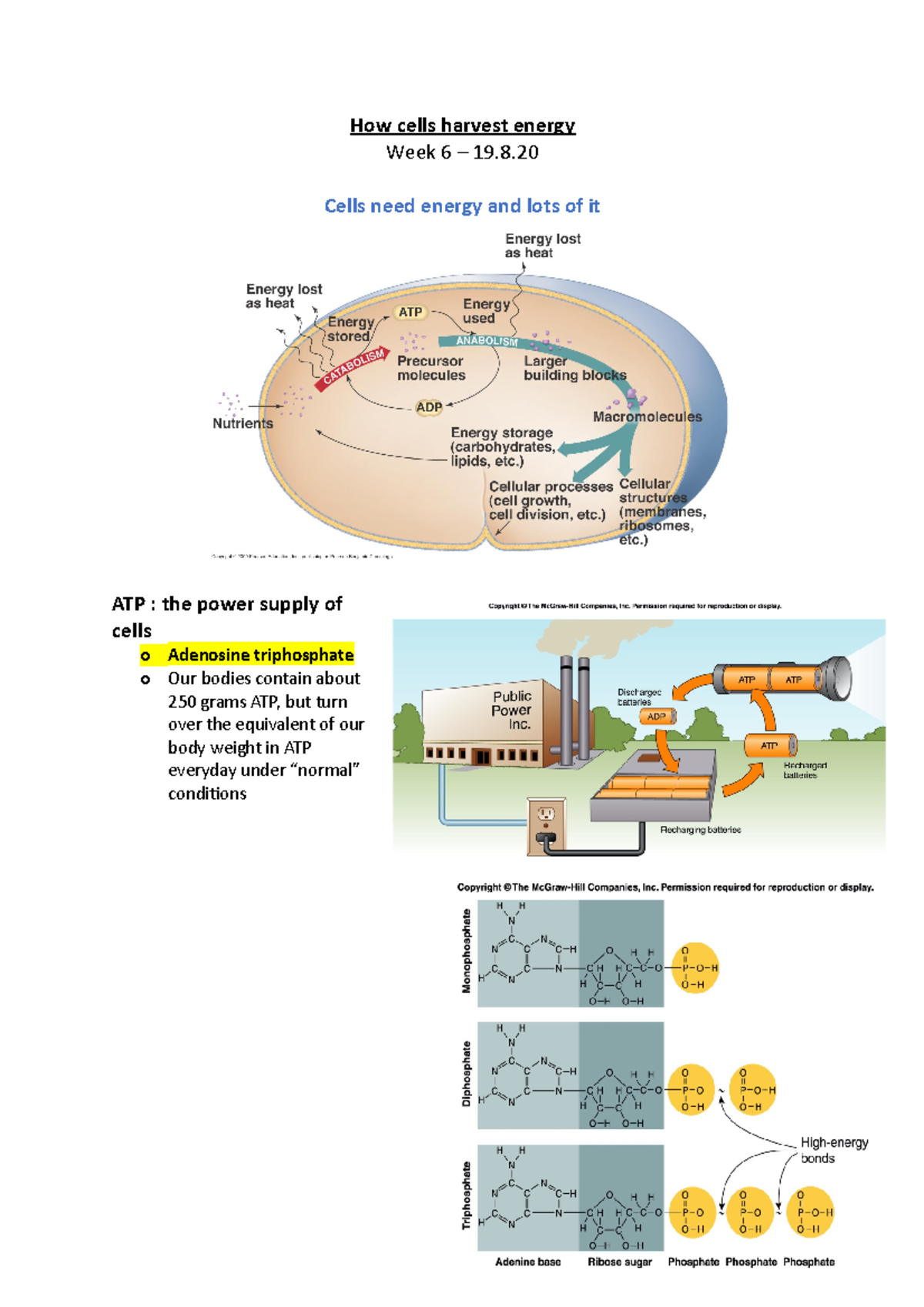 Week 6 - How cells harvest energy - How cells harvest energy Week 6 ...